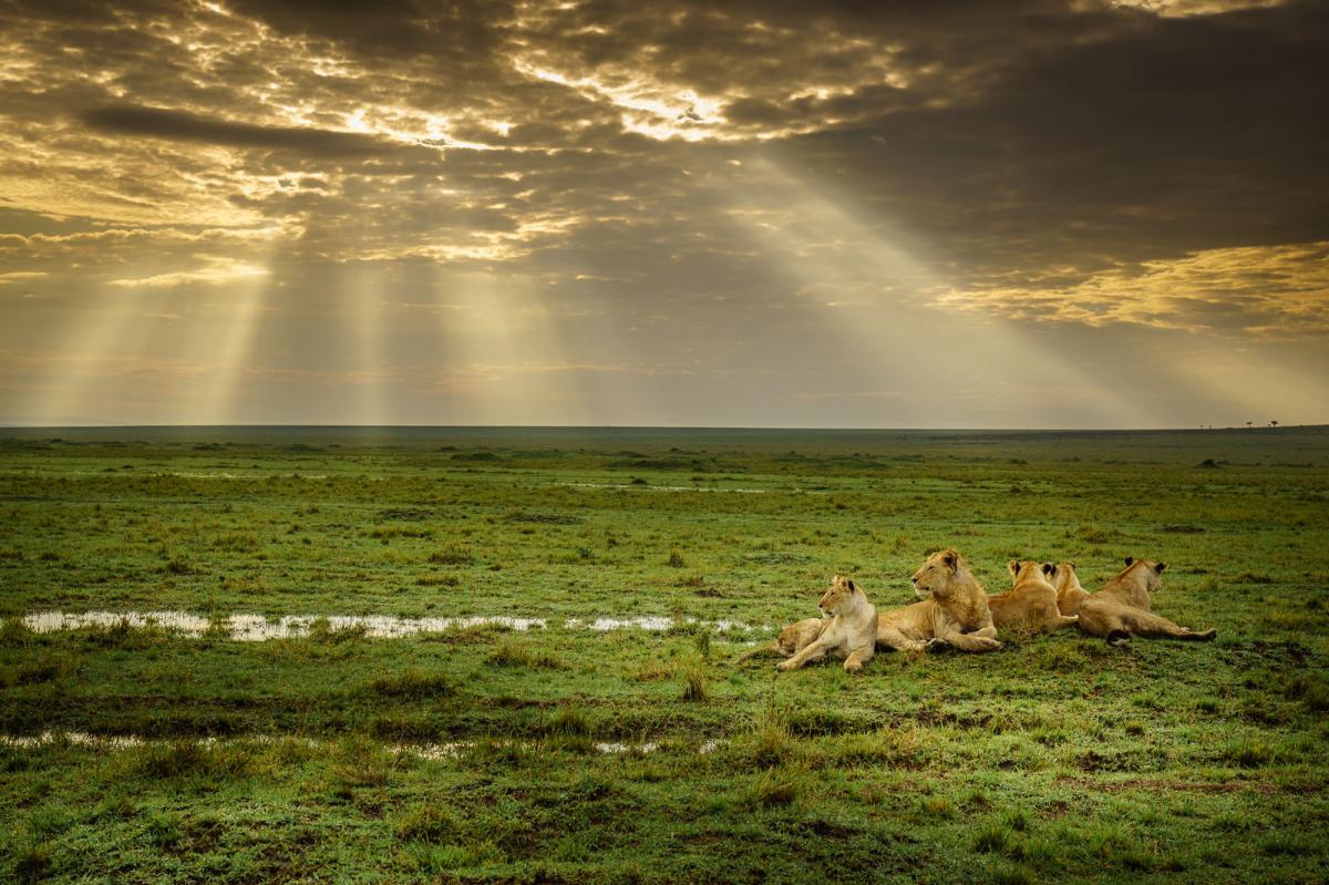 Kenya Wildlife Conservancies Association